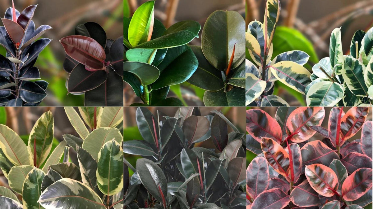 Types of Rubber Plants & Their Care