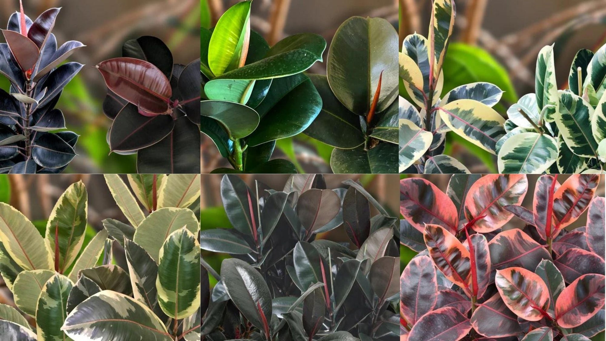 Types of Rubber Plants & Their Care