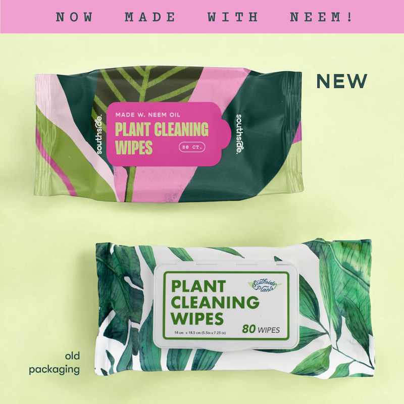 Plant Wipes for Shiny Healthy Houseplant Leaves