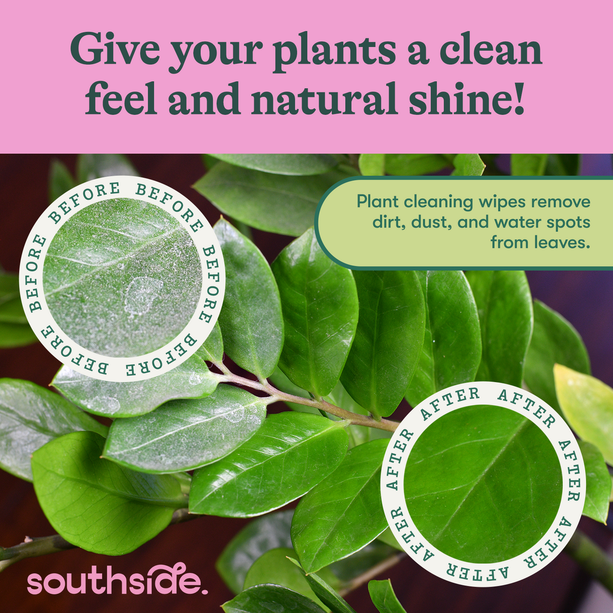 Plant Wipes for Shiny Healthy Houseplant Leaves