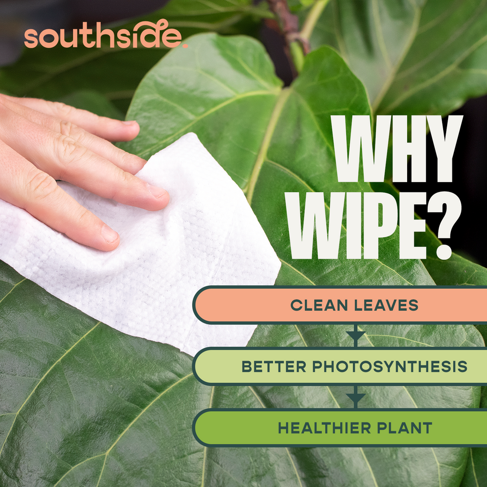 Plant Wipes for Shiny Healthy Houseplant Leaves