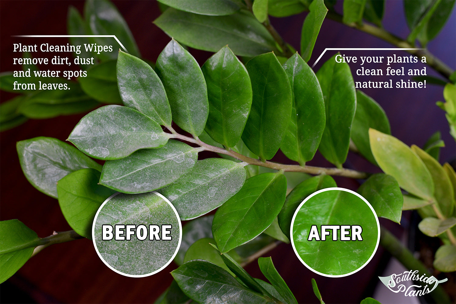 Plant Wipes for Shiny Healthy Houseplant Leaves – Southside Plants